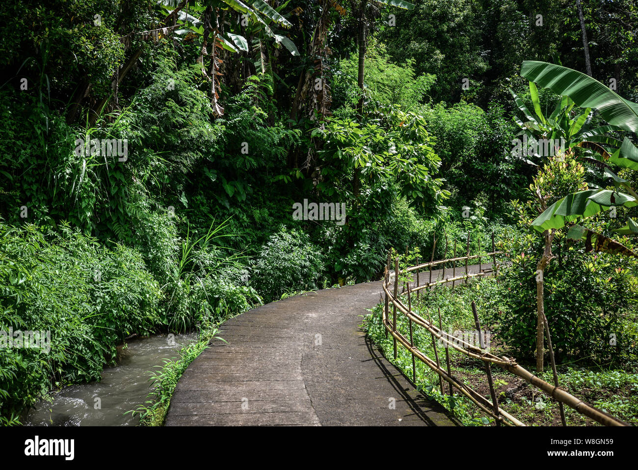 Path in jungle on Bali island, Indonesia Stock Photo - Alamy