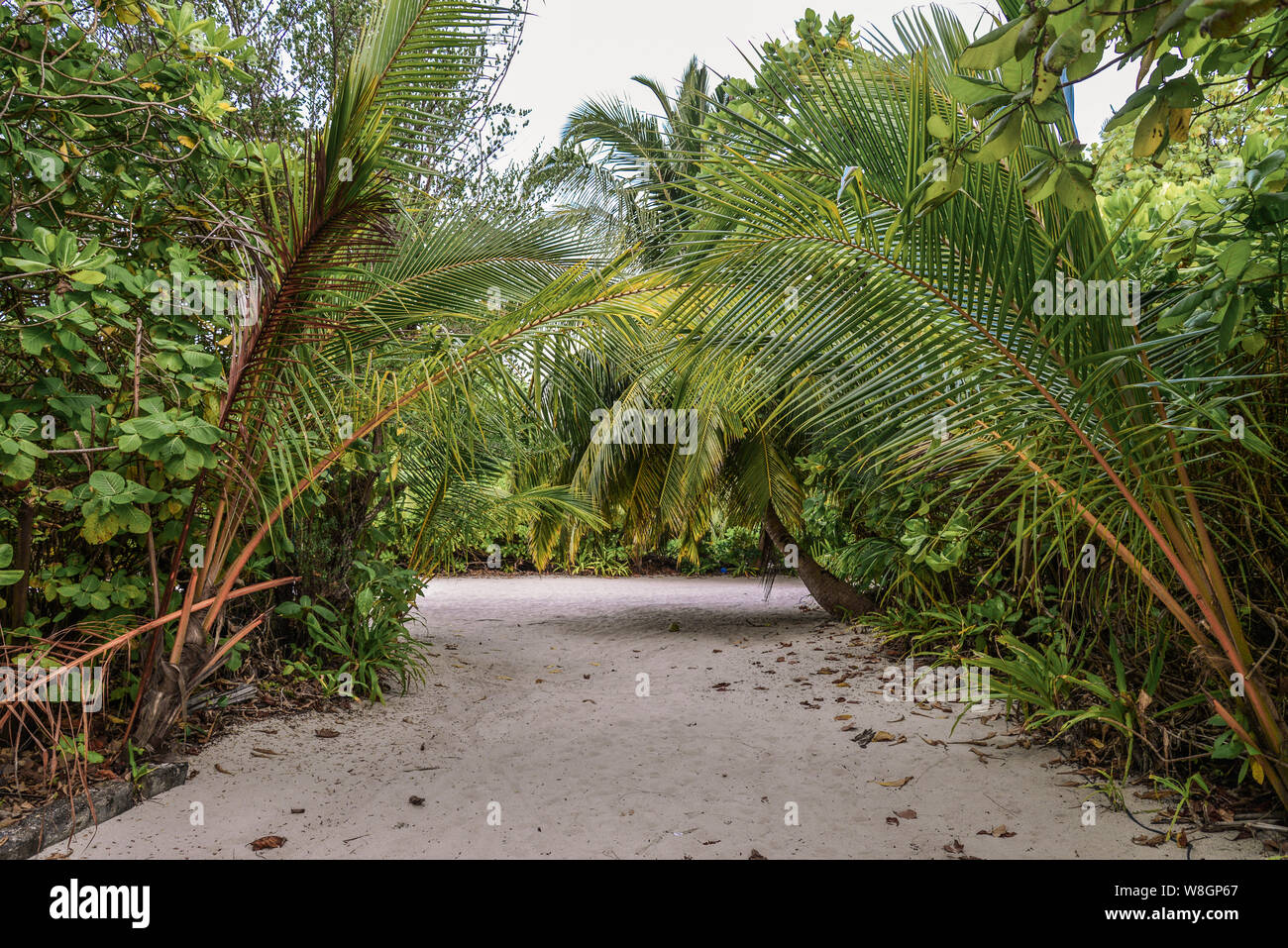 Jungle and the path at sunny day on Fehendhoo island, Maldives Stock ...