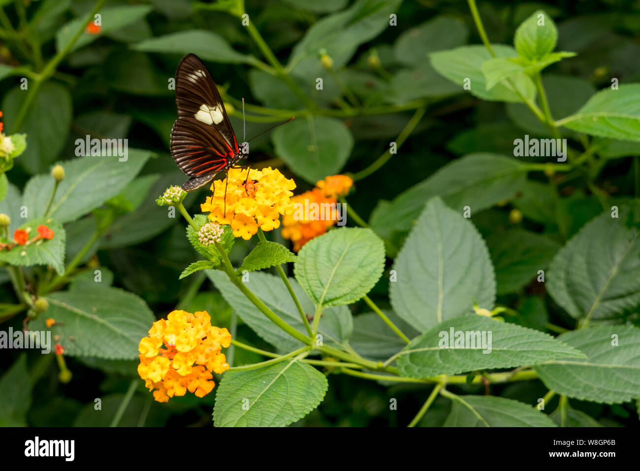 The doris longwing butterfly hi-res stock photography and images - Alamy
