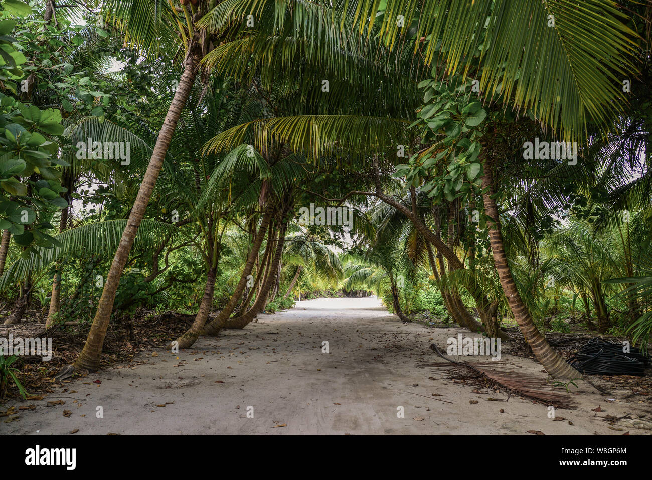 Jungle and the path at sunny day on Fehendhoo island, Maldives Stock ...