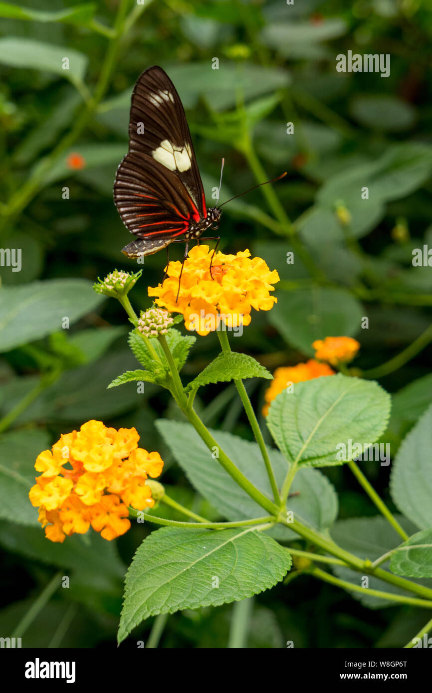 Doris longwing butterfly ( Heliconius doris Stock Photo - Alamy