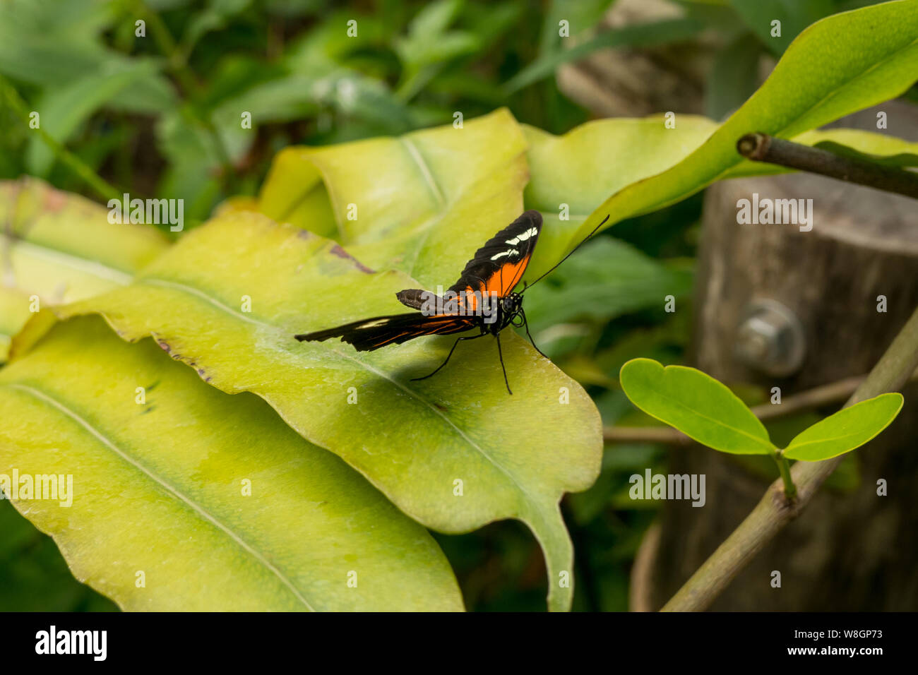 Doris longwing butterfly ( Heliconius doris Stock Photo - Alamy