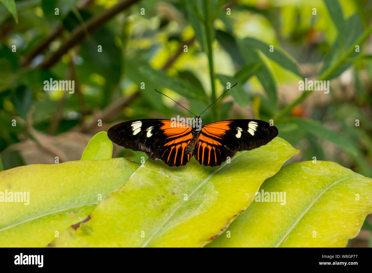 Doris longwing butterfly ( Heliconius doris Stock Photo - Alamy
