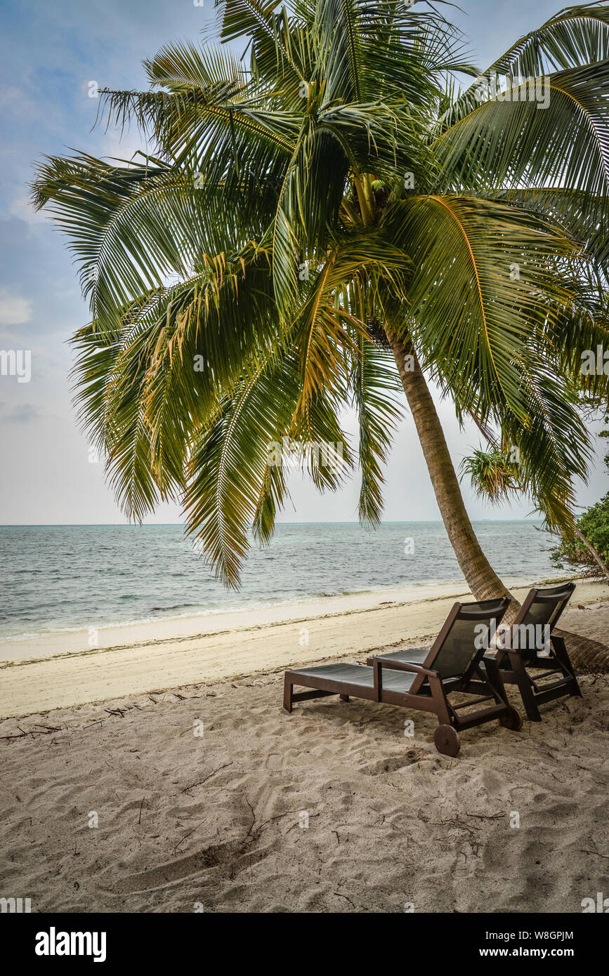Chairs under palm tree on beach on Maldives. Tropical holiday consept ...