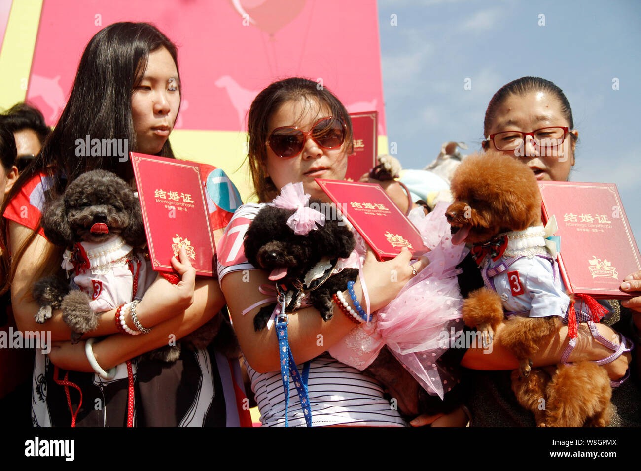 Pairs of pet dogs are held by their owners showing their marriage ...