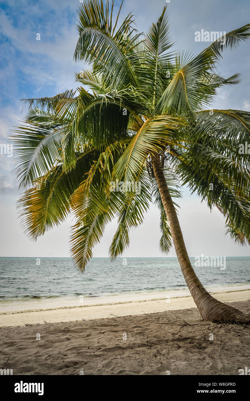 Paradise beach at sunny day on Fehendhoo island, Maldives Stock Photo ...
