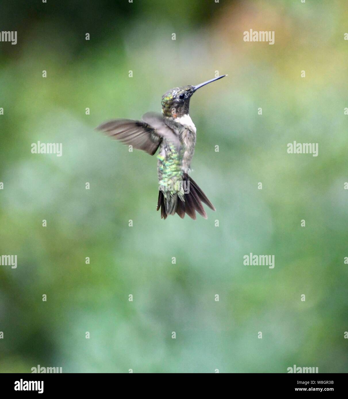 hummingbird, hummingbirds, hummer Stock Photo - Alamy