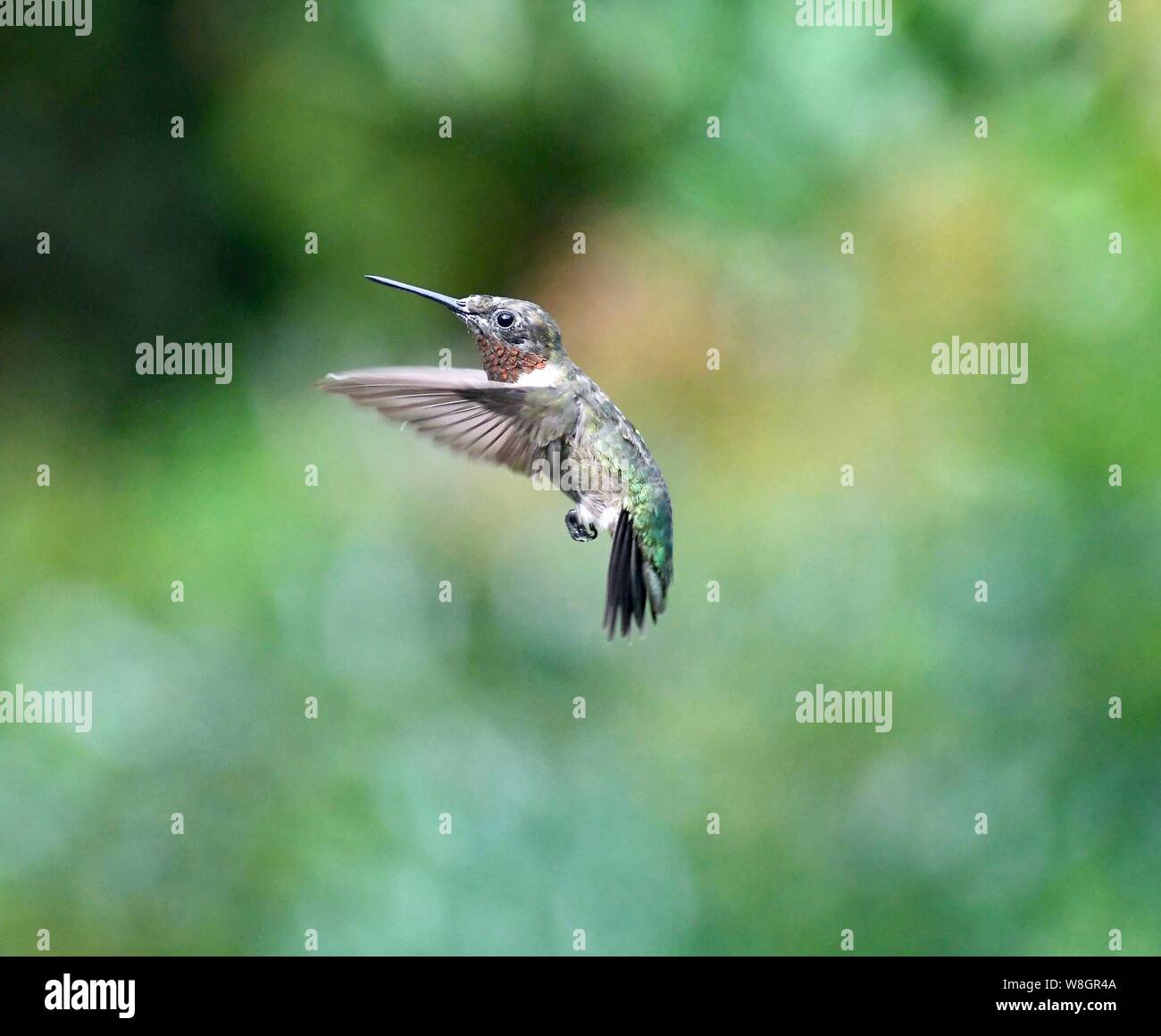 hummingbird, hummingbirds, hummer Stock Photo - Alamy