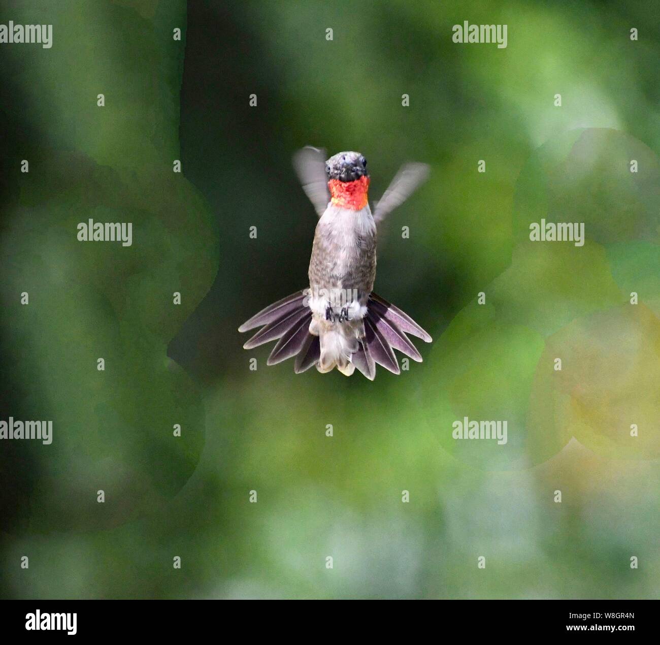 hummingbird, hummingbirds, hummer Stock Photo - Alamy