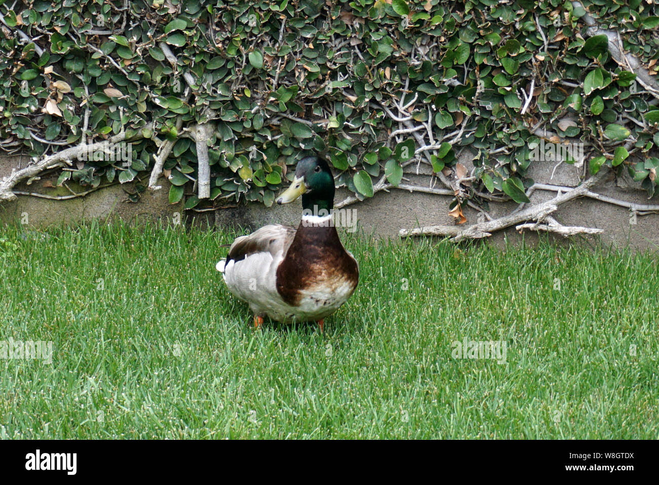 Wild Ducks in my backyard Stock Photo - Alamy
