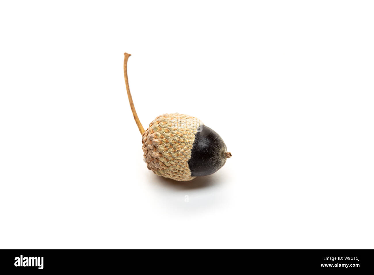 Single black acorn isolated on white background. Quercus Seed Stock ...