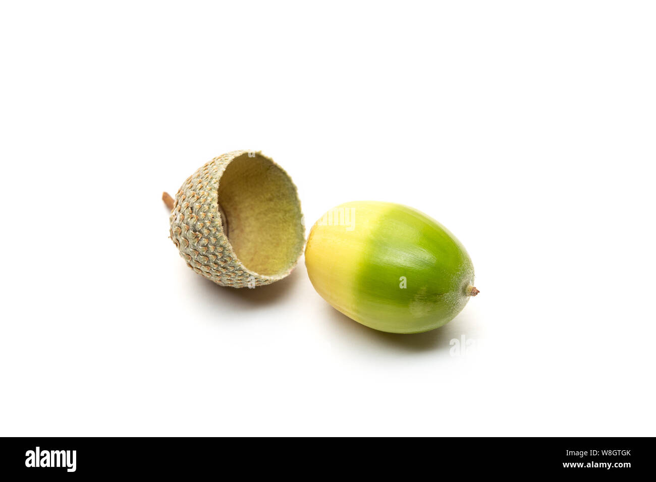 Single acorn isolated on white background. Quercus Seed Stock Photo - Alamy