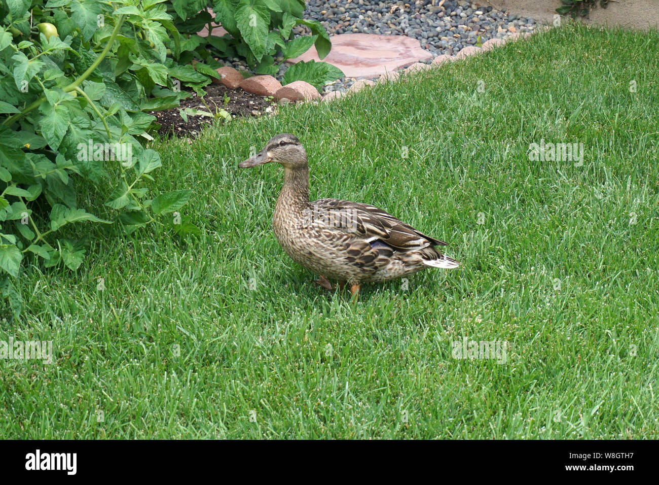 Wild Ducks in my backyard Stock Photo - Alamy