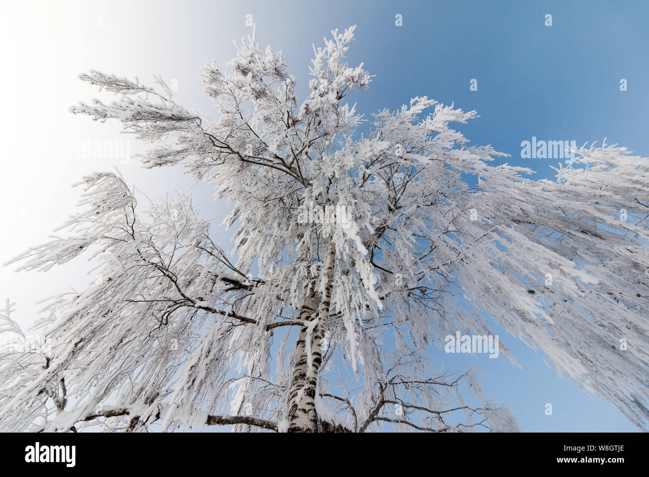 Snow and frost covered trees in January. Winter in Austria Stock Photo ...