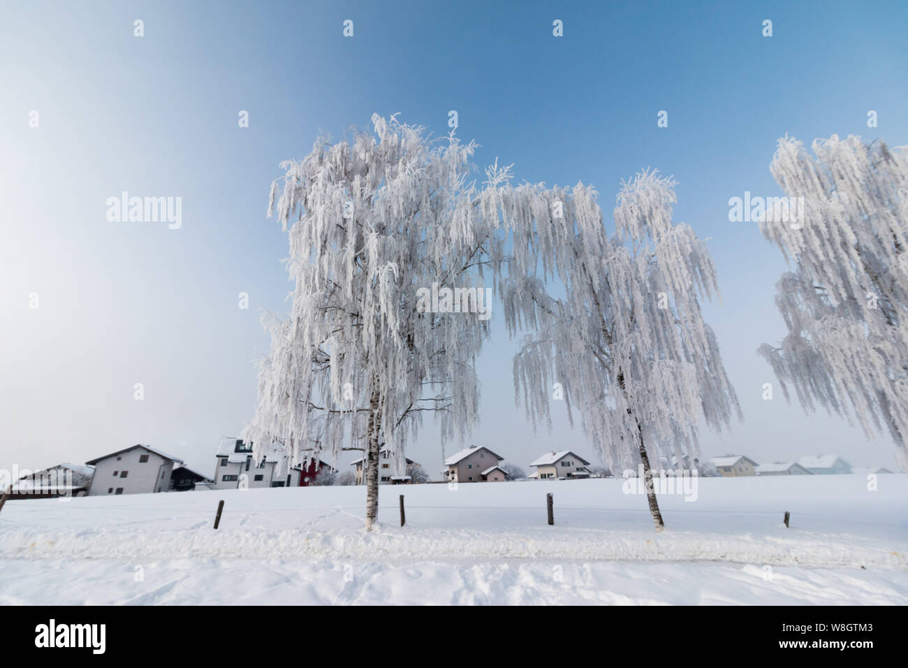 Snow and frost covered trees in January. Winter in Austria Stock Photo ...