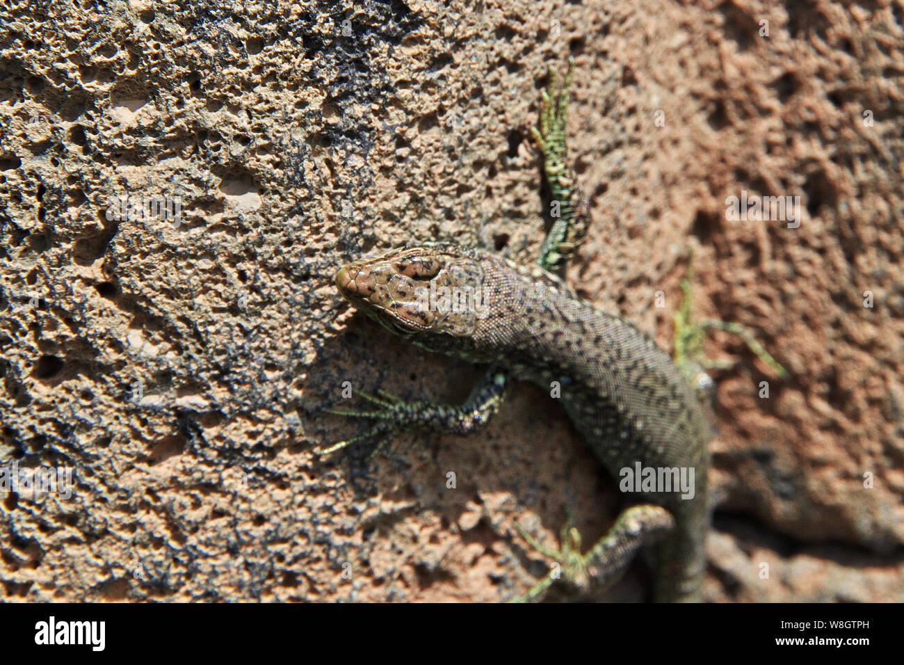Hill country green lizard hi-res stock photography and images - Alamy