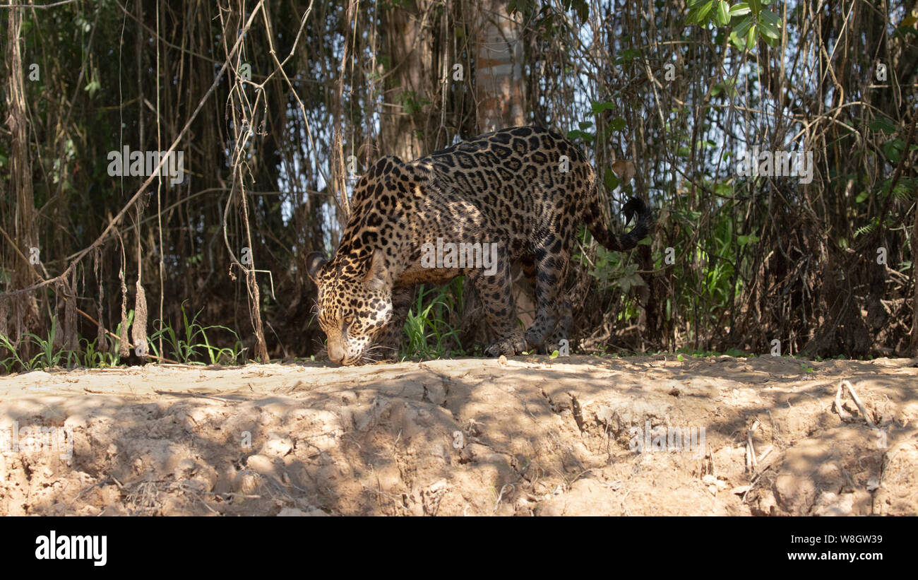 Ecosistema pantanal hi-res stock photography and images - Alamy
