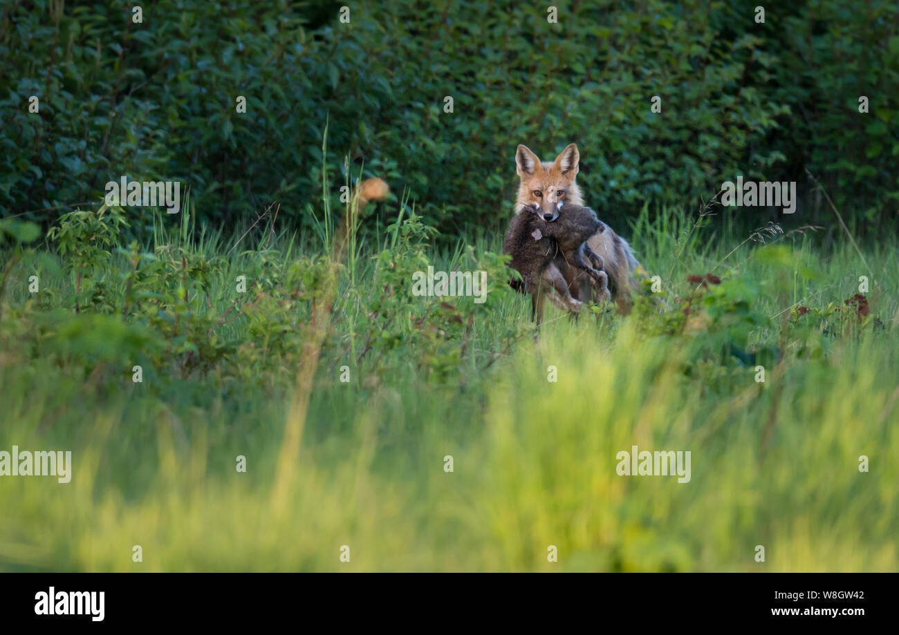 Red fox carrying a hare Stock Photo - Alamy