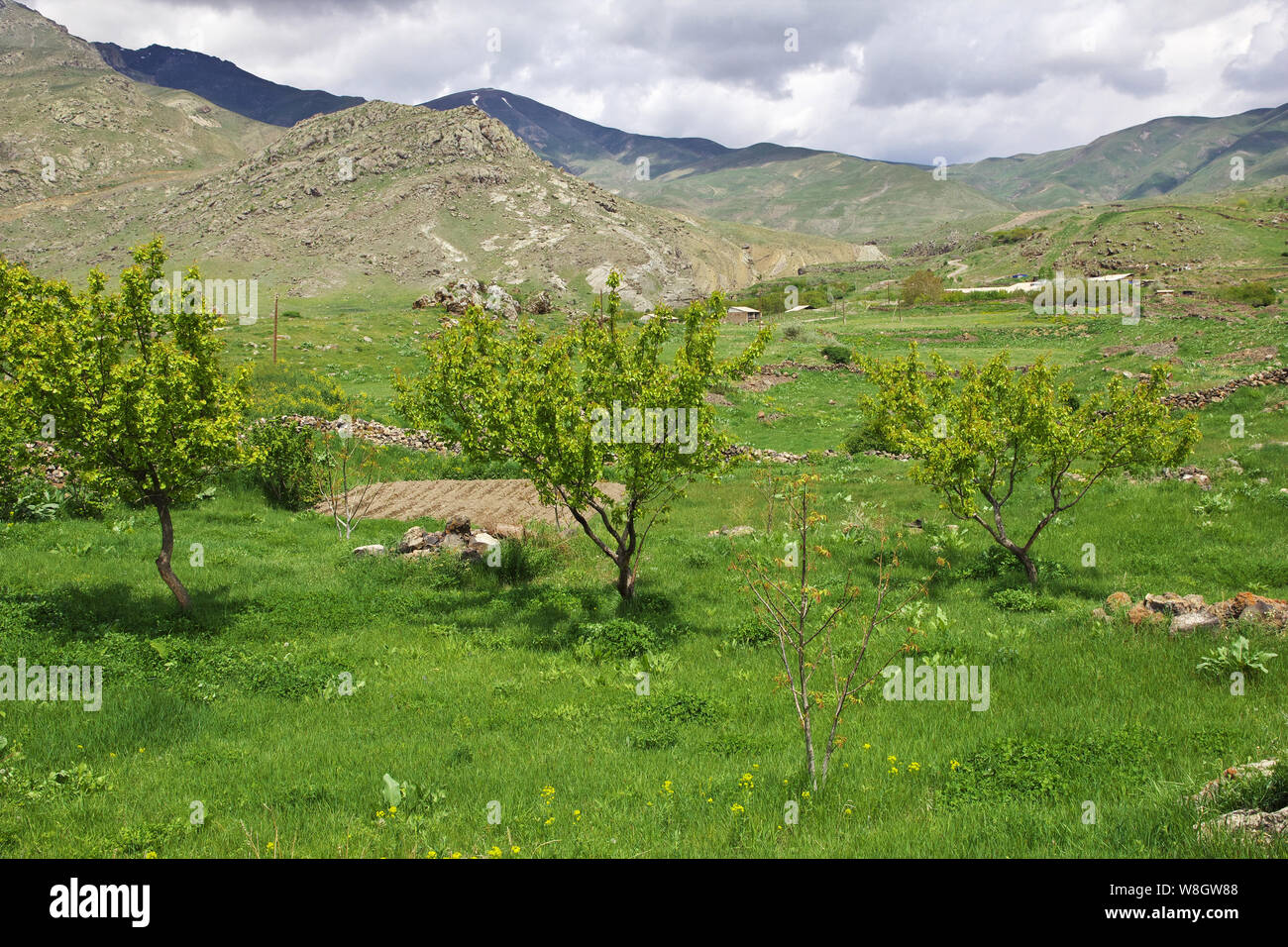 Some small trees in the mountains of the Caucasus, Armenia Stock Photo ...