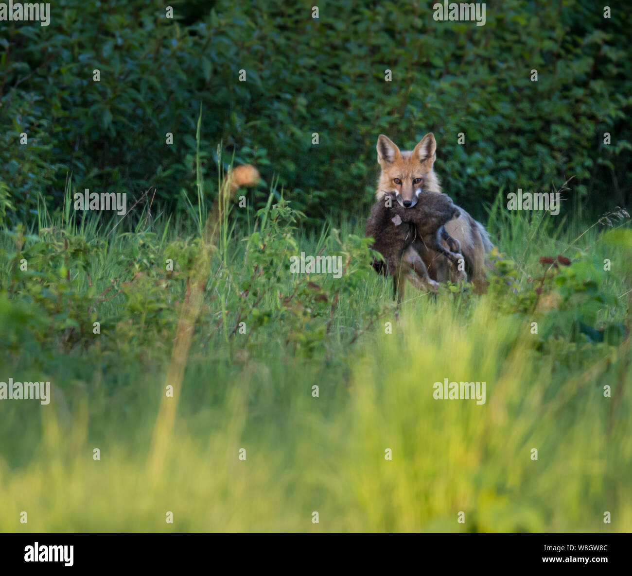 Red fox carrying a hare Stock Photo - Alamy