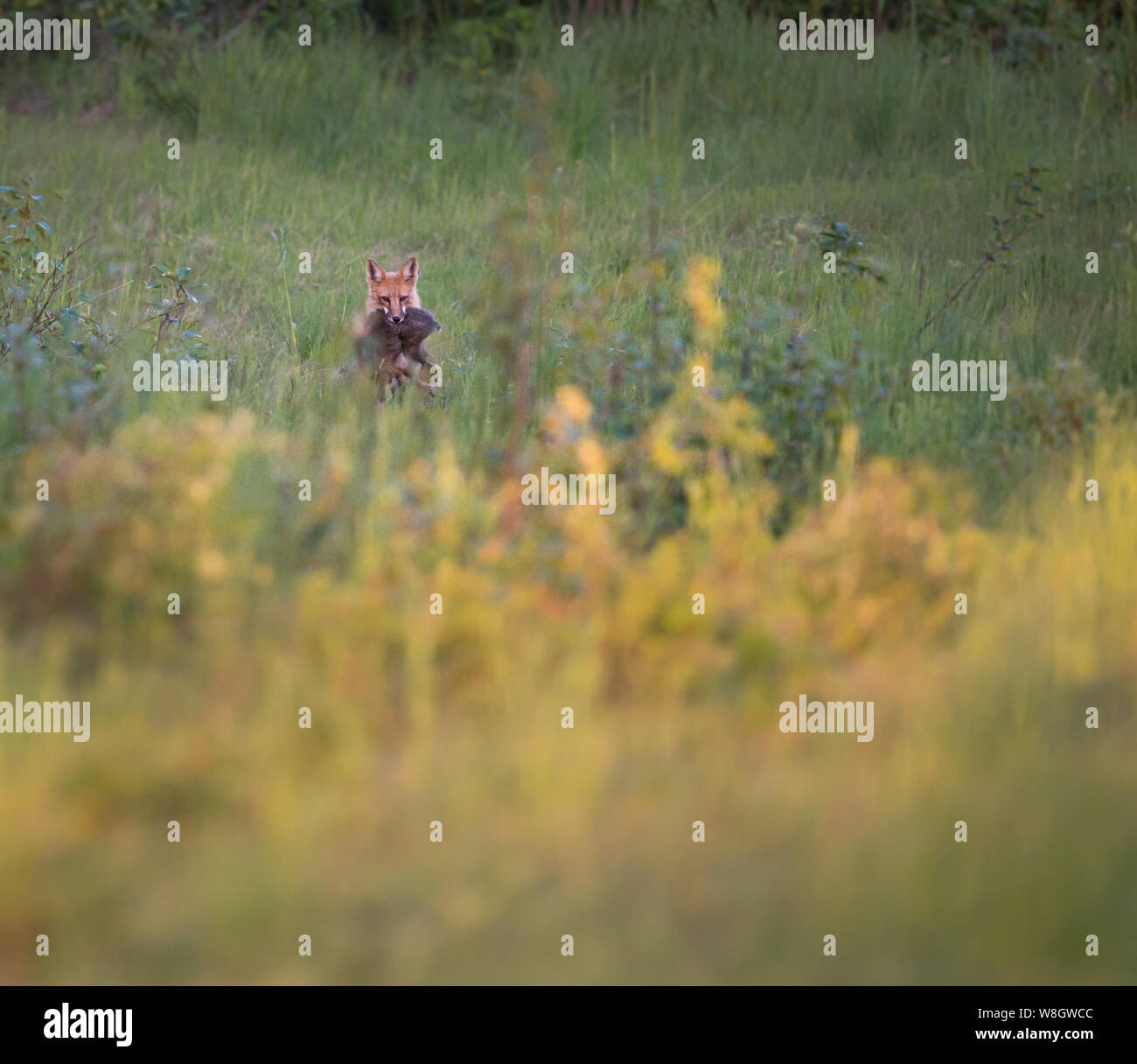 Red fox carrying a hare Stock Photo - Alamy