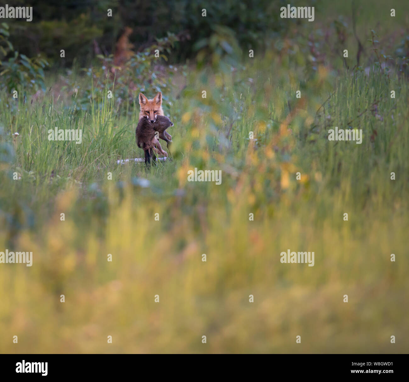 Red fox carrying a hare Stock Photo - Alamy