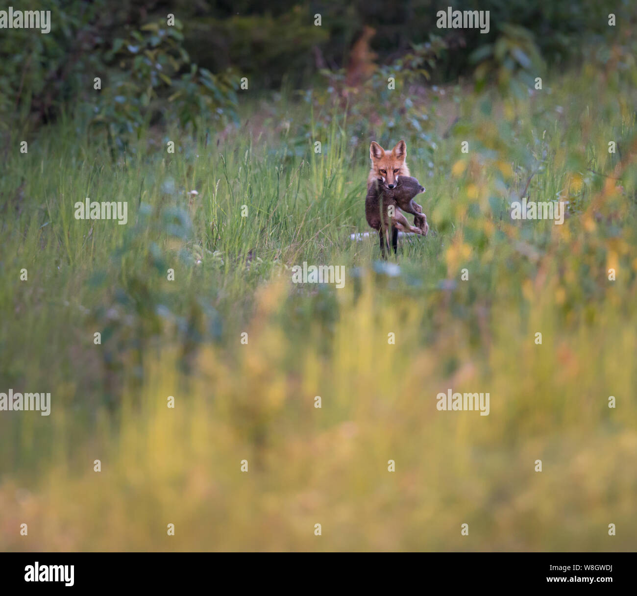 Red fox carrying a hare Stock Photo - Alamy