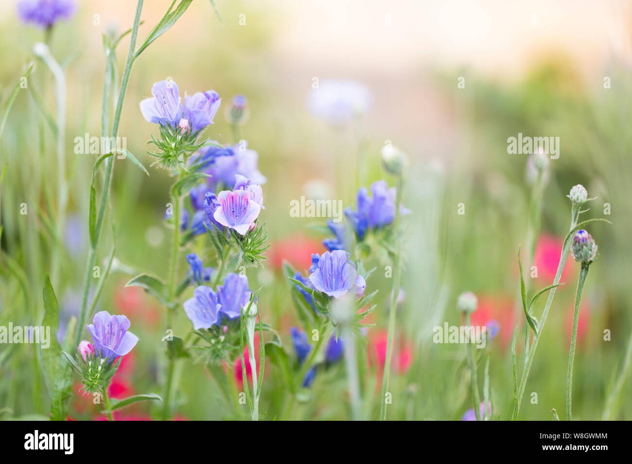 Wild Flower Meadow in Summer England UK Stock Photo - Alamy