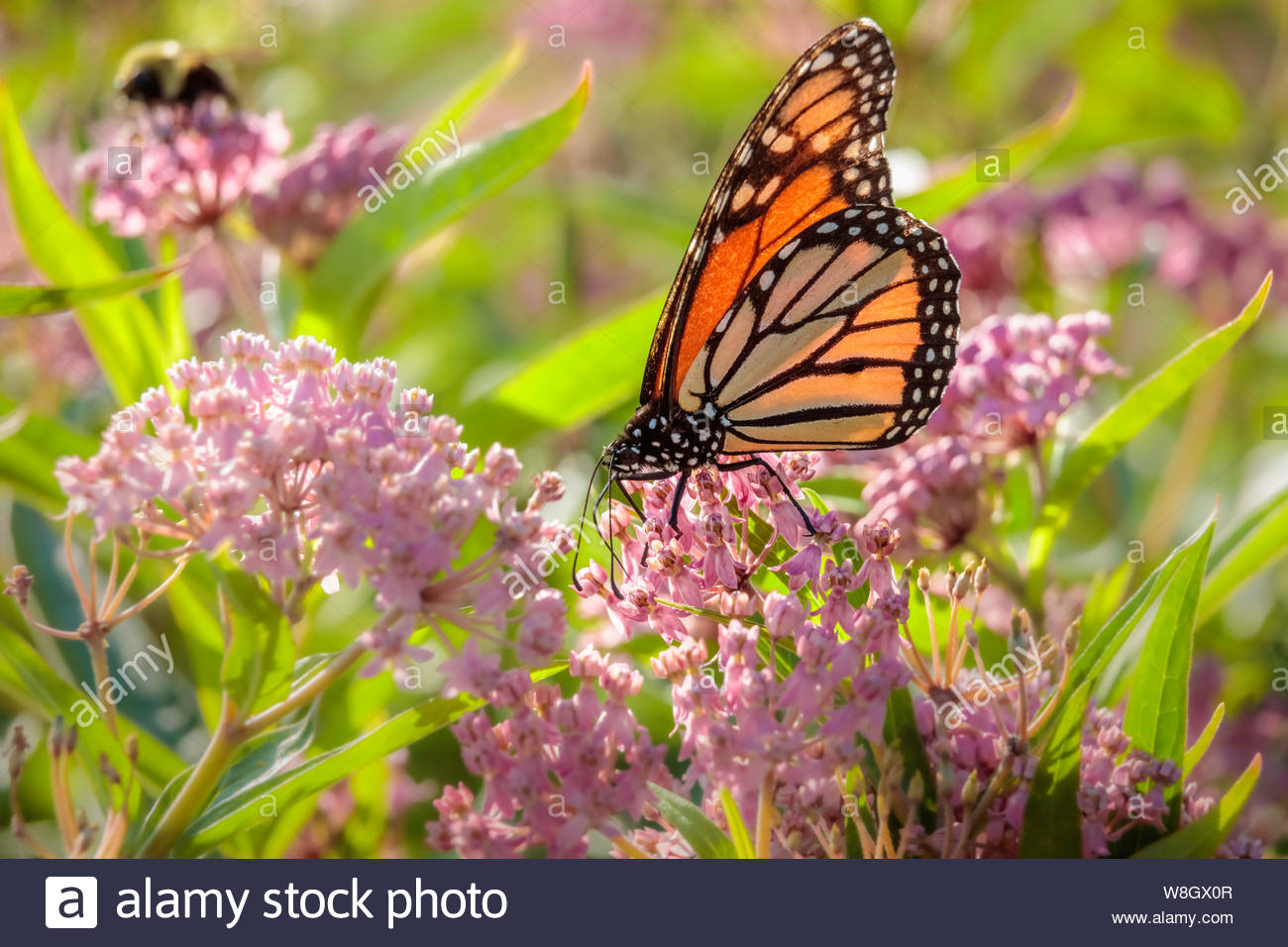 Common Wanderer Butterfly High Resolution Stock Photography and Images ...