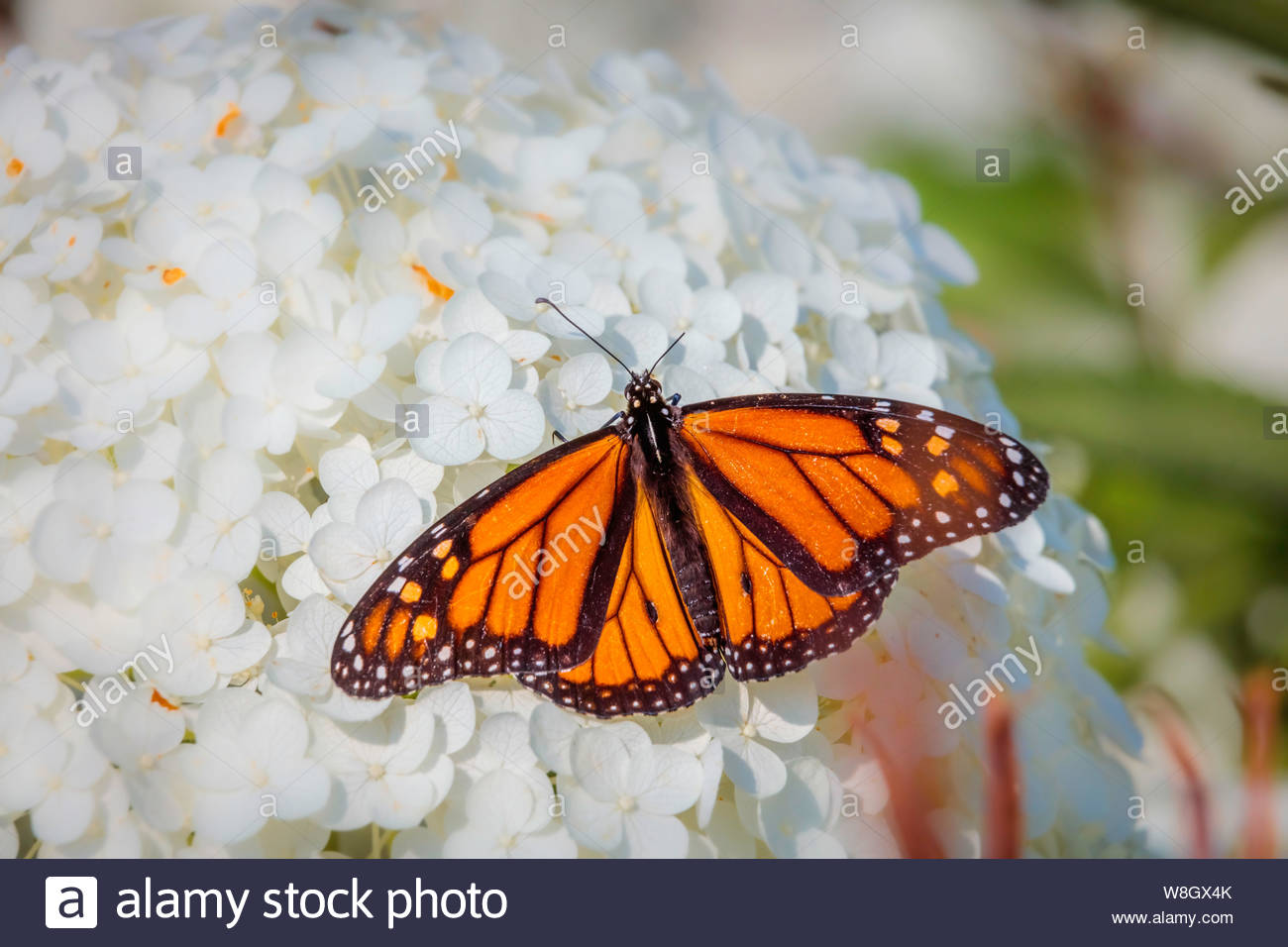 Common Wanderer Butterfly High Resolution Stock Photography and Images ...