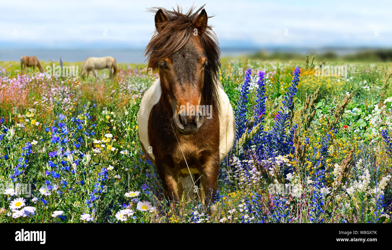 Horses In A Field Of Flowers