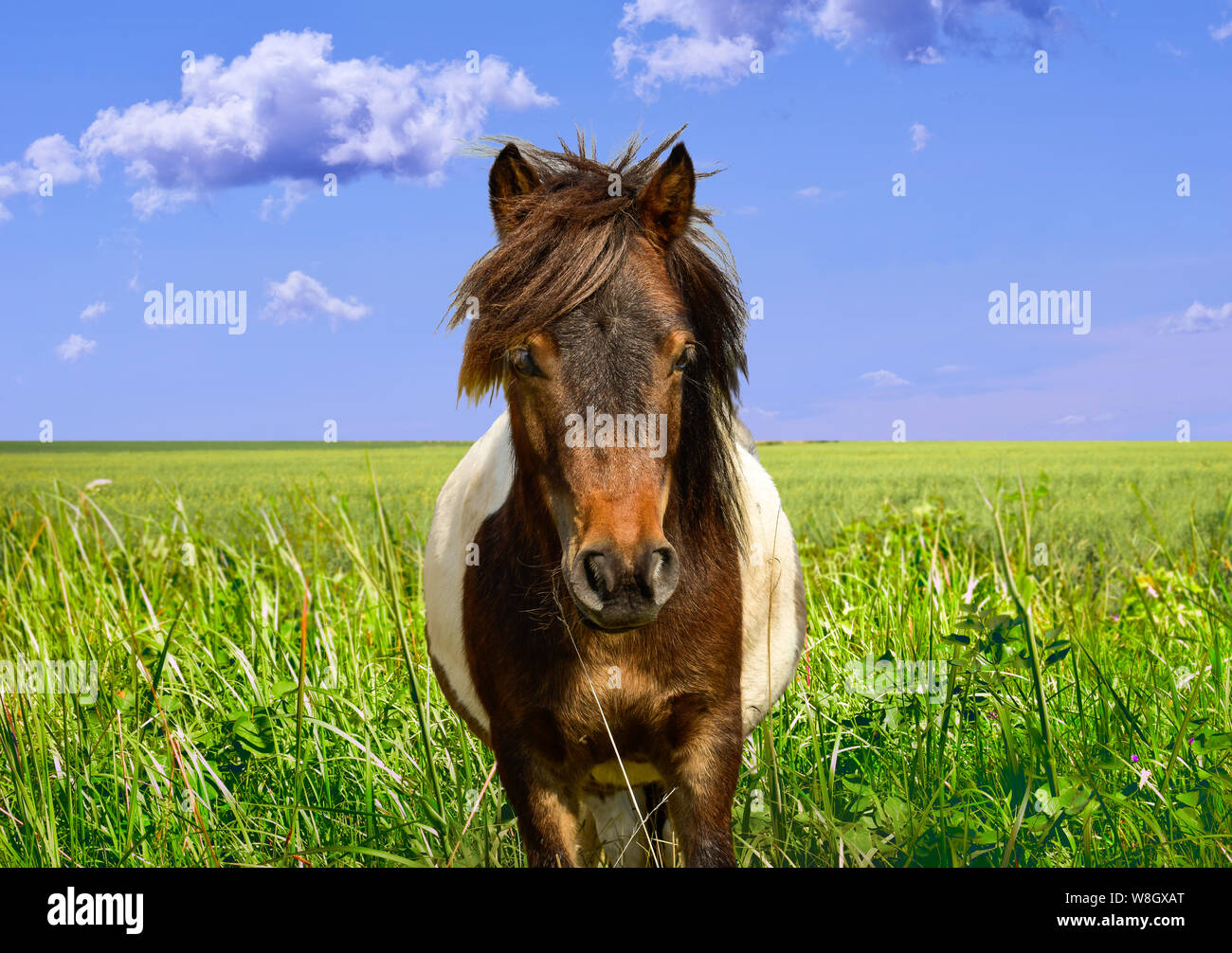 Pony with field flowers meadow Stock Photo - Alamy