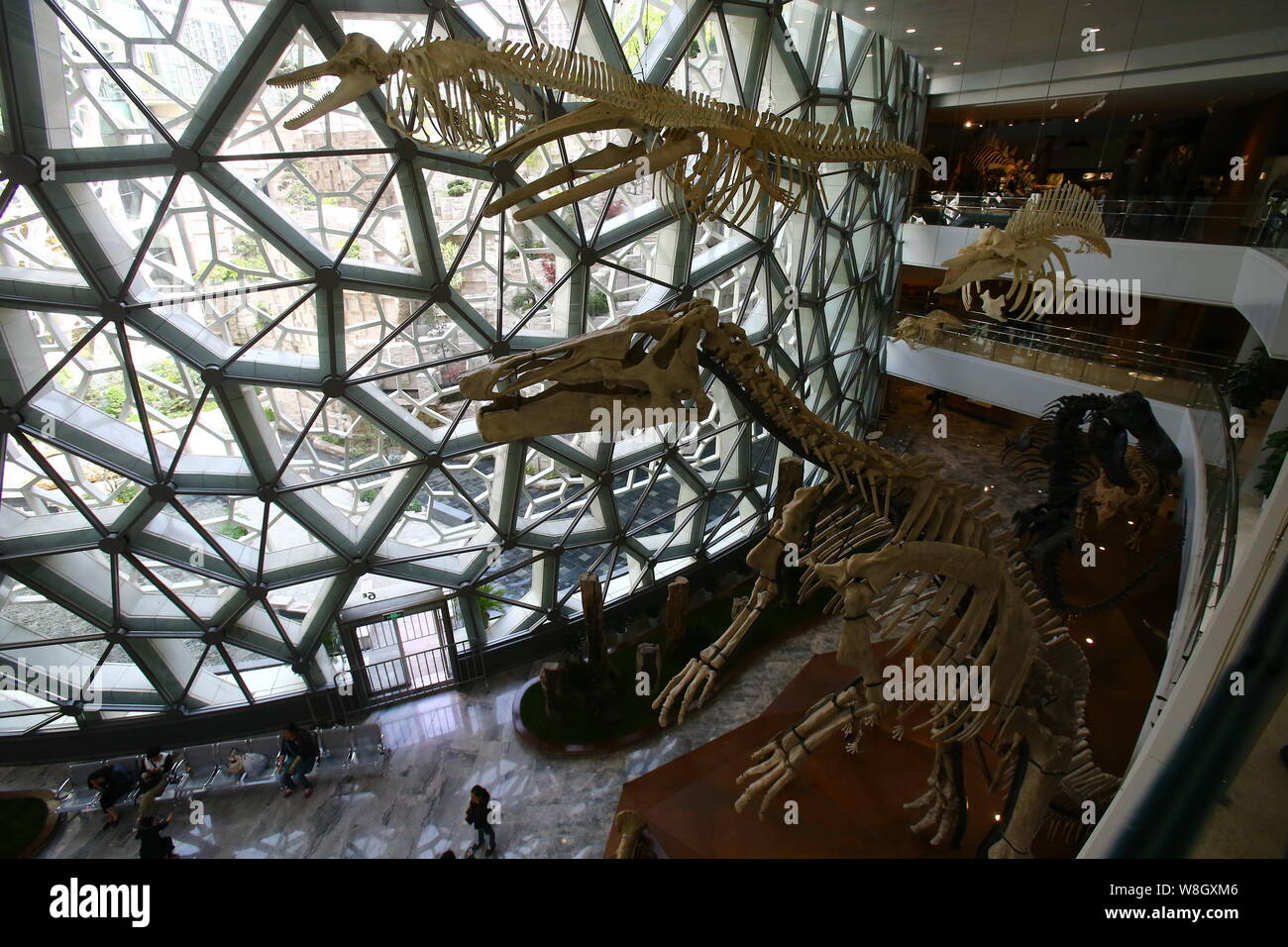 Replicas of dinosaur skeletons are on display at the Shanghai Natural ...