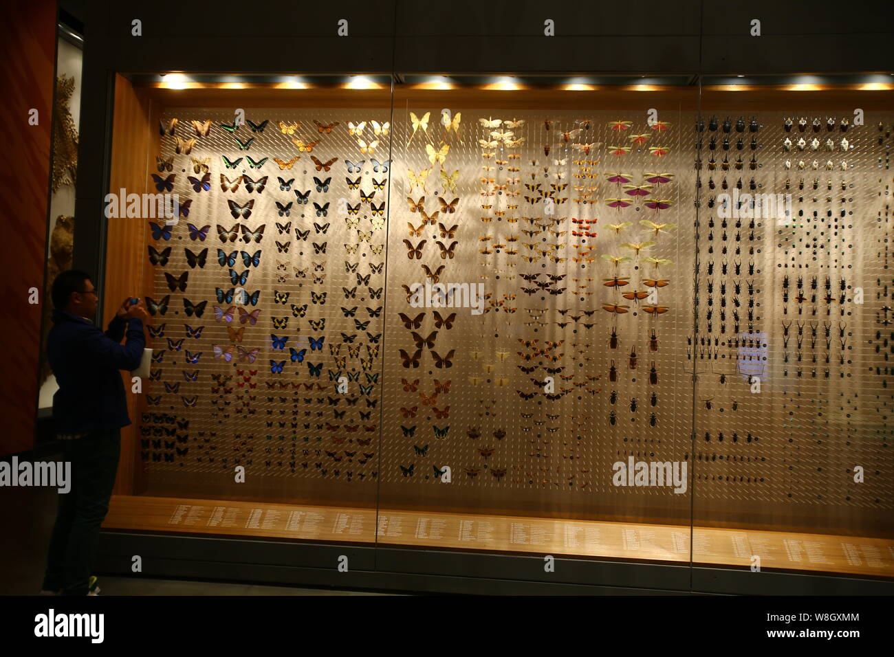 A visitor takes photos of specimens of butterflies on display at the ...