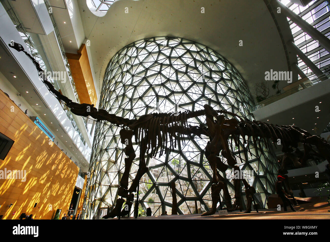 A replica of a dinosaur skeleton is on display at the Shanghai Natural ...