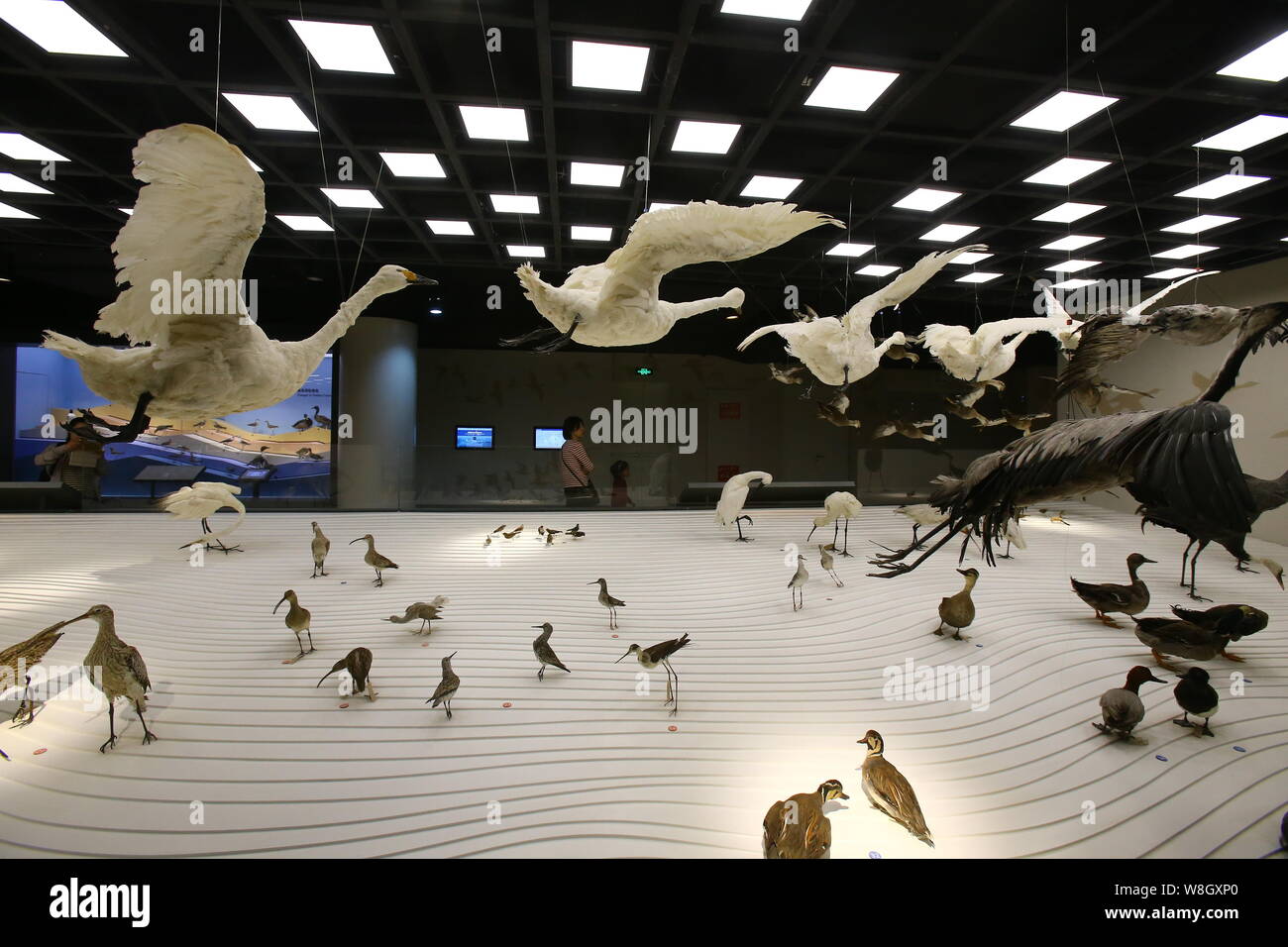 Specimens of birds are on display at the Shanghai Natural History ...