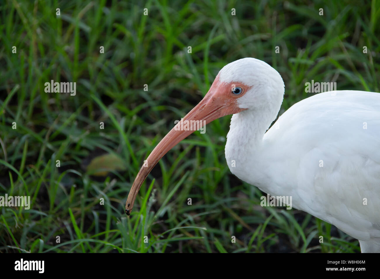 Ibis head close up with a blue eye. Side view of the bird showing off ...