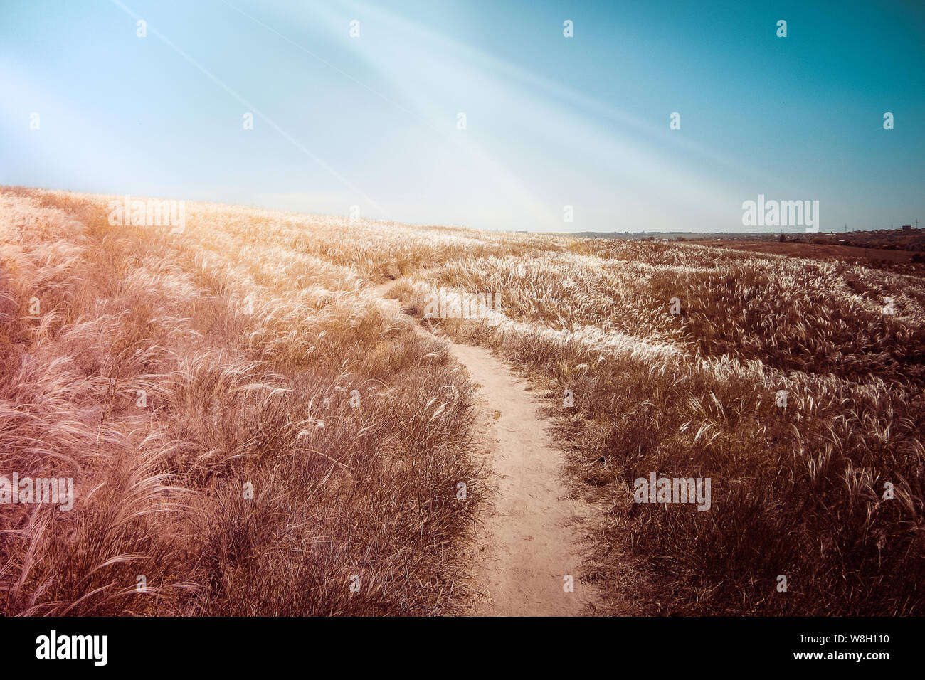Summer landscape, walkway in field with grass against a blue sky and ...