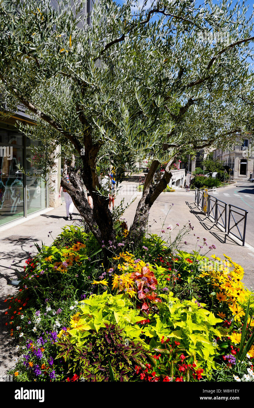 Flowerbed settled at foot of an old olive tree, Alès, Gard, France ...
