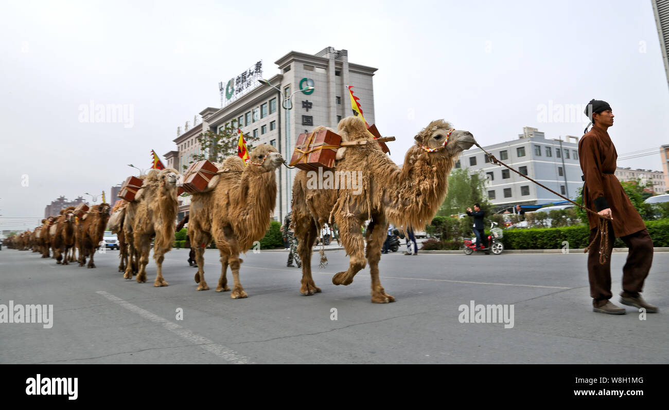 Chinese tea merchants walk with their camels loaded with tea bricks ...