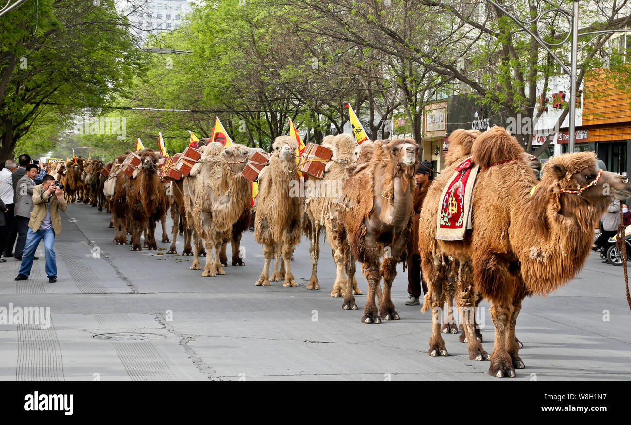 Chinese tea merchants walk with their camels loaded with tea bricks ...
