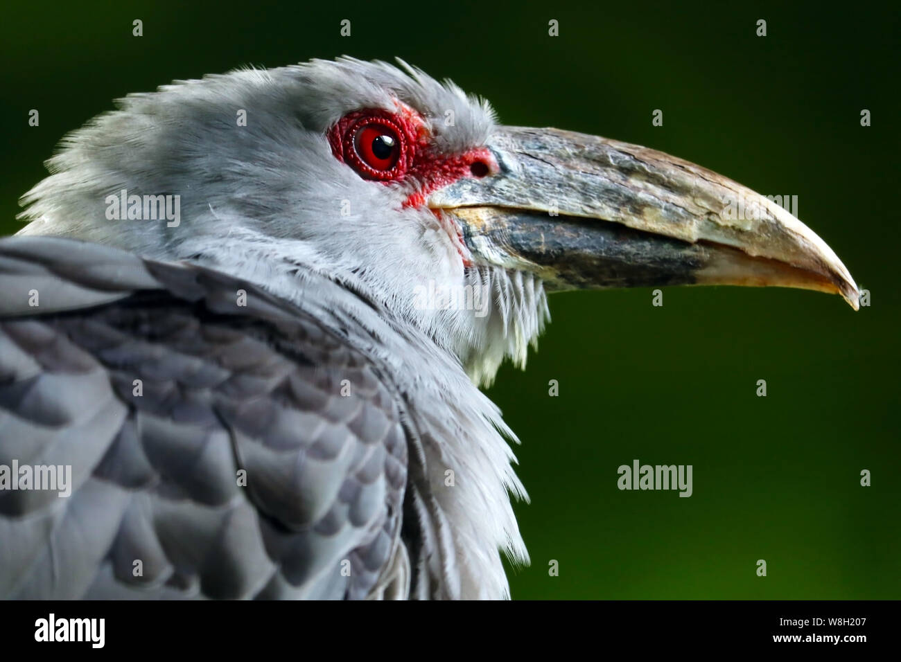 Head of a channel-billed cuckoo (scythrops novaehollandiae) in side ...