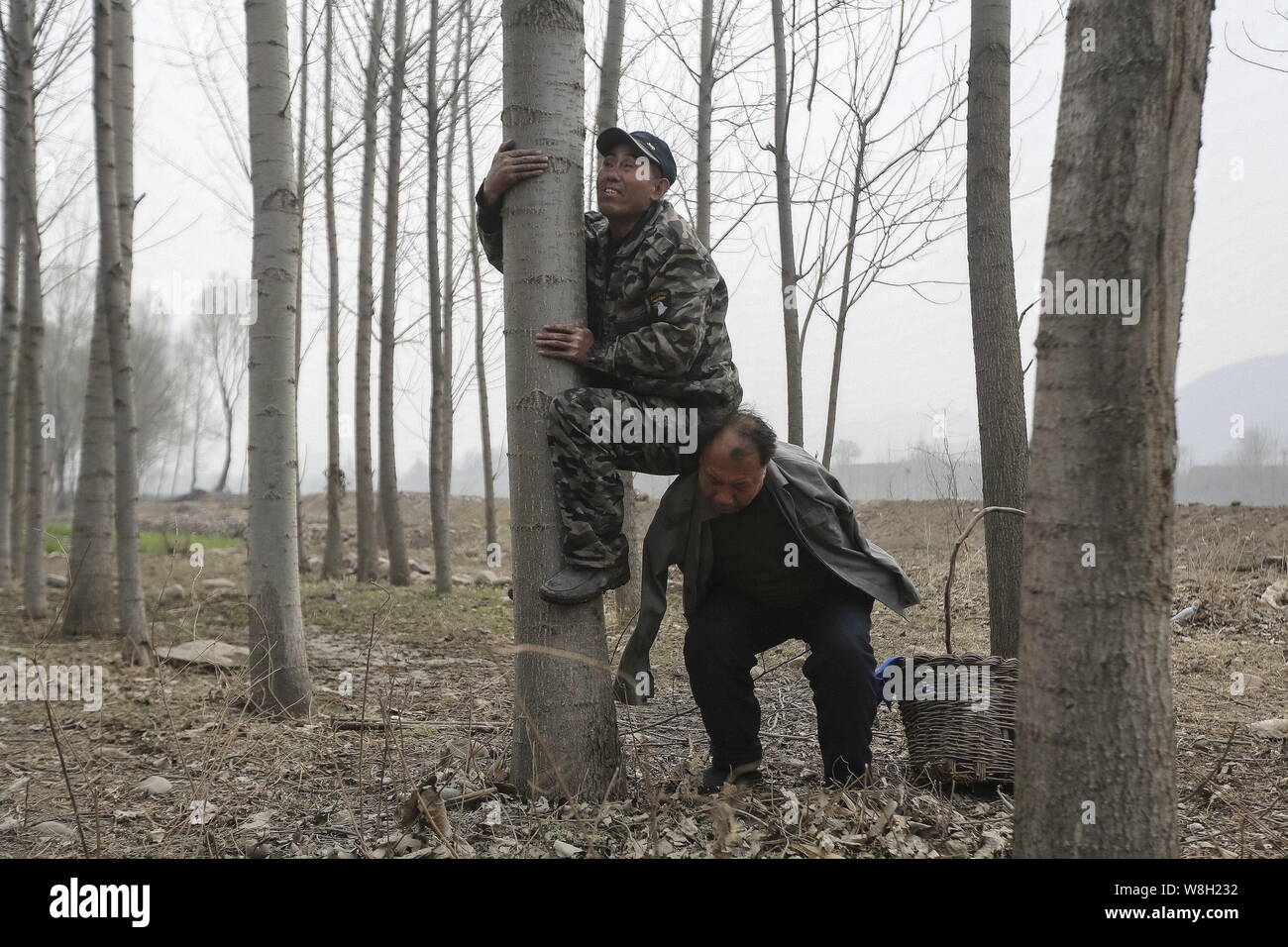 How to climb a tree hi-res stock photography and images - Alamy