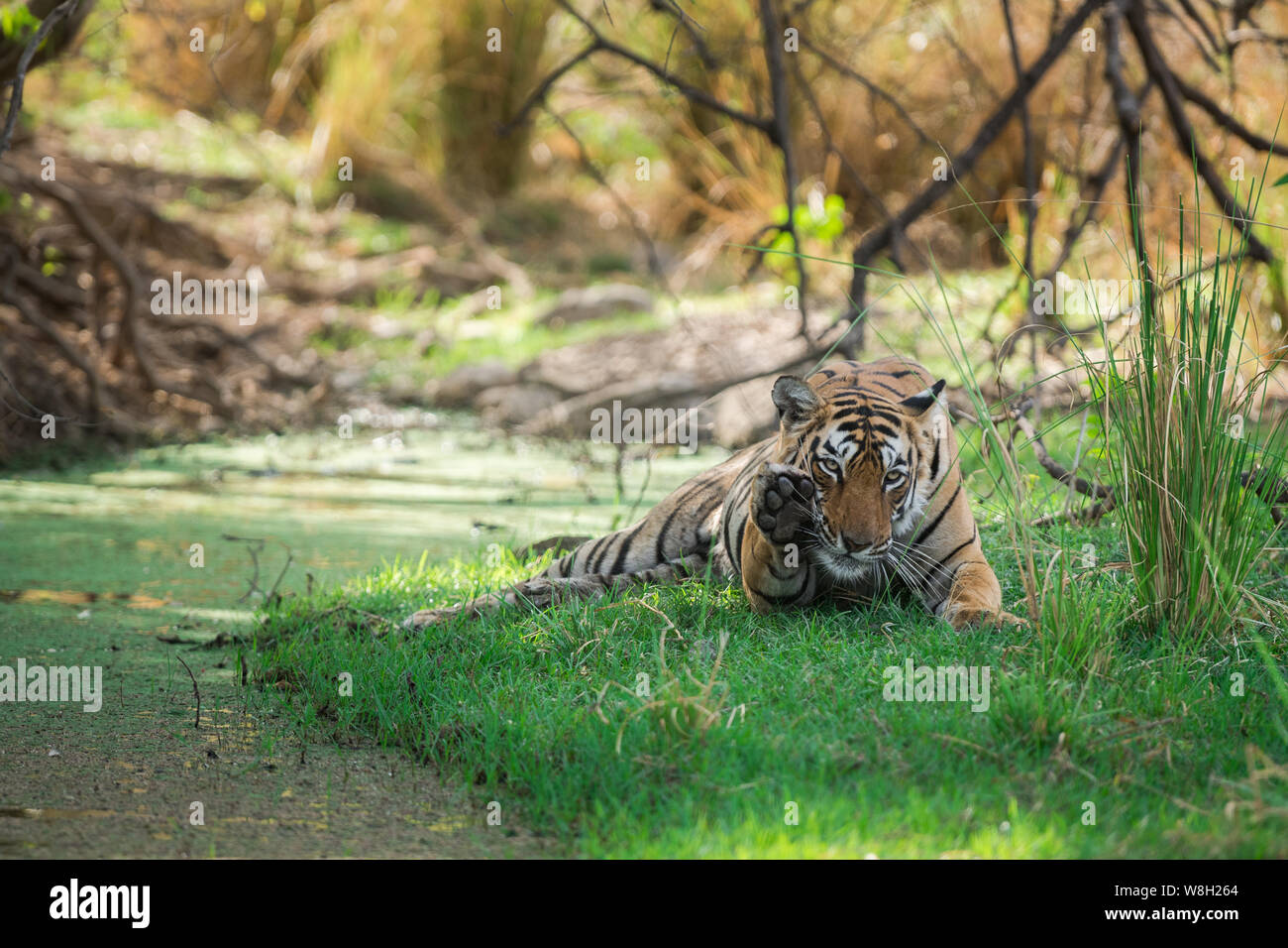A female bengal tiger near water body and shade of tree to cool off her ...