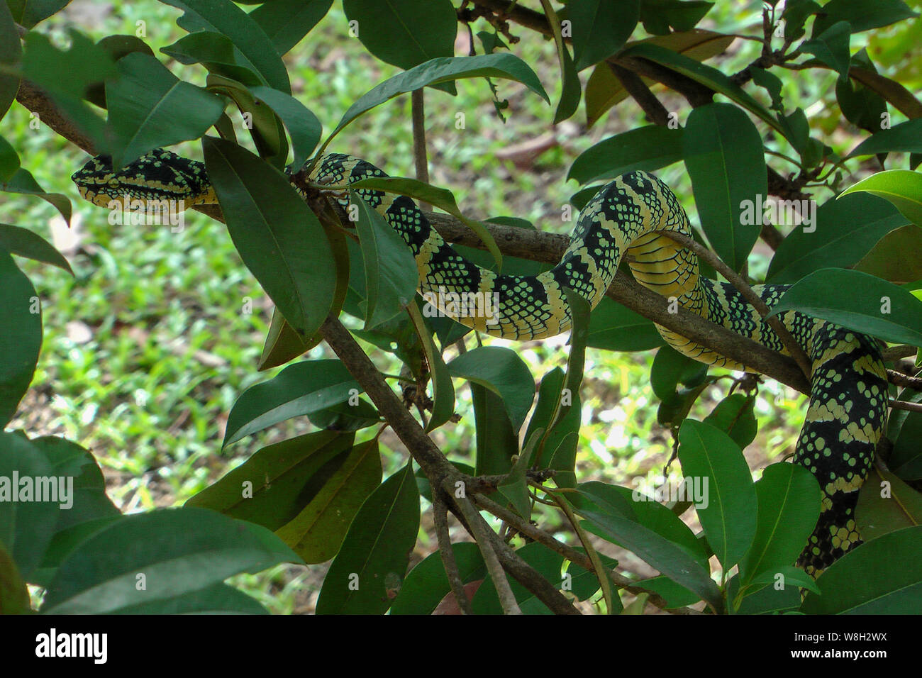 Waglers Temple Viper in tree Stock Photo - Alamy