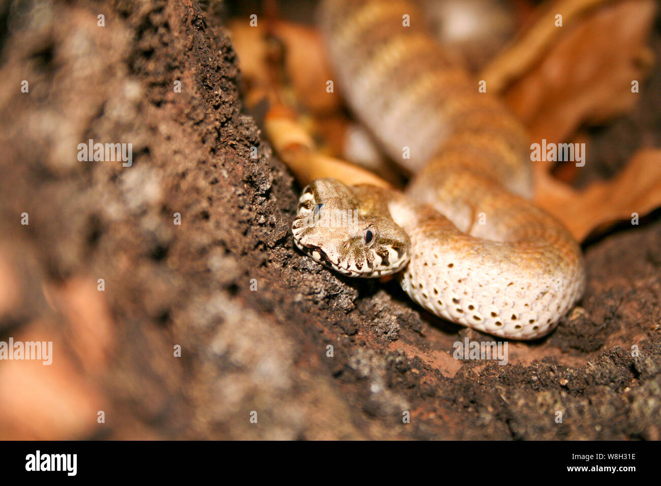 Southern Death Adder High Resolution Stock Photography and Images - Alamy