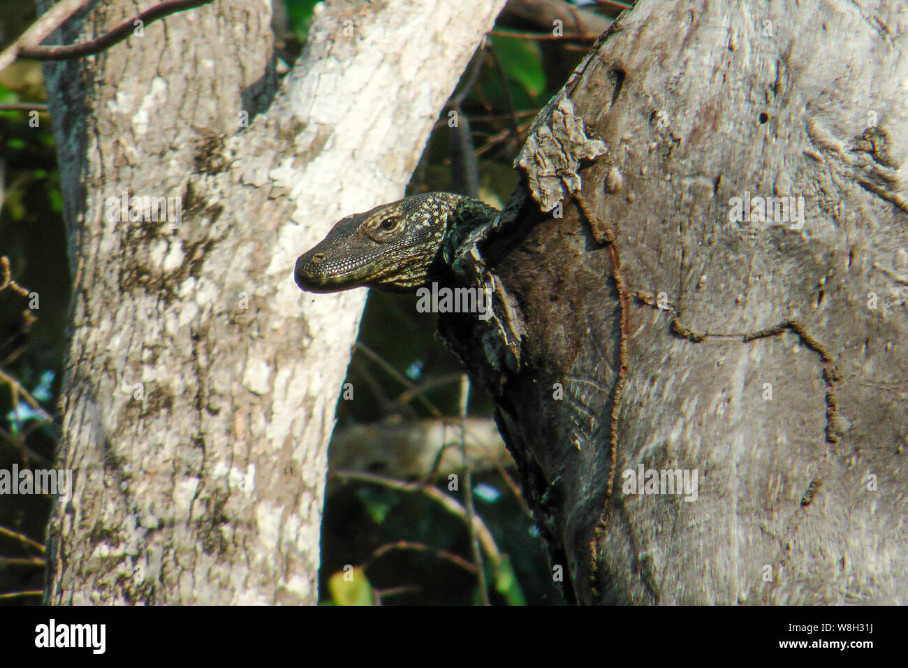Baby Komodo Dragons In Trees