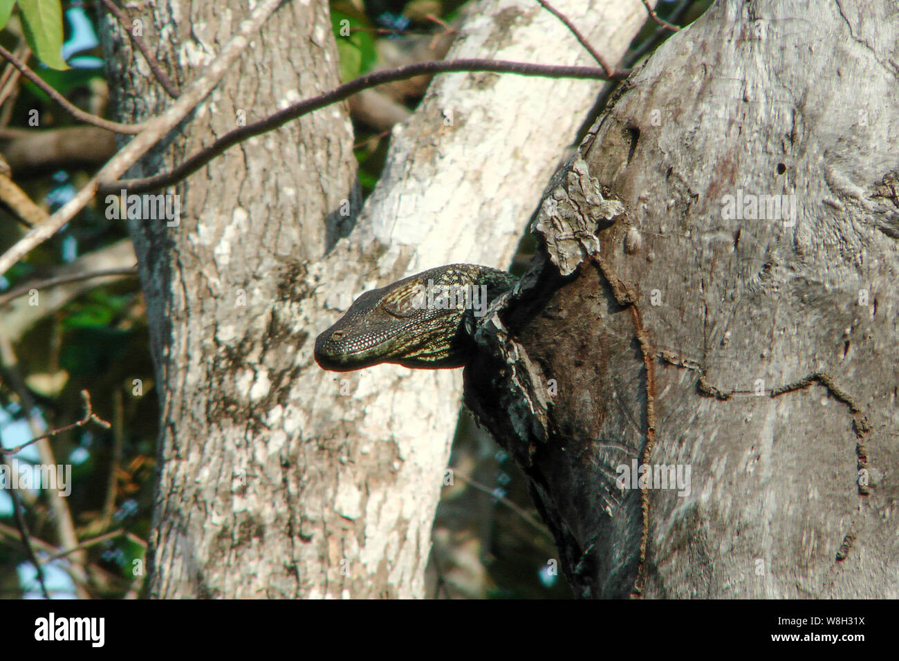 Komodo Dragon Baby In Tree