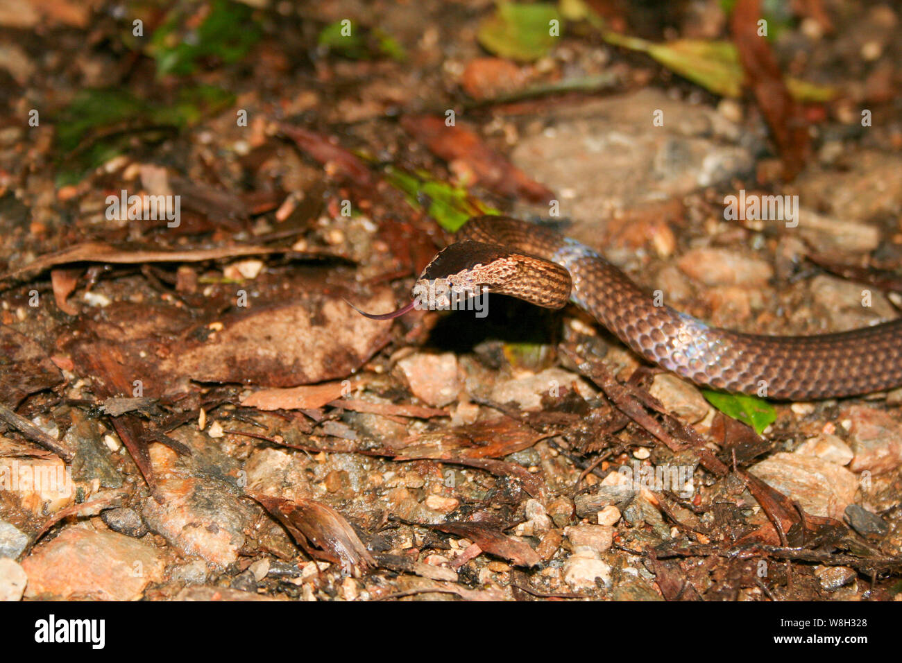 Golden crown snake hi-res stock photography and images - Alamy