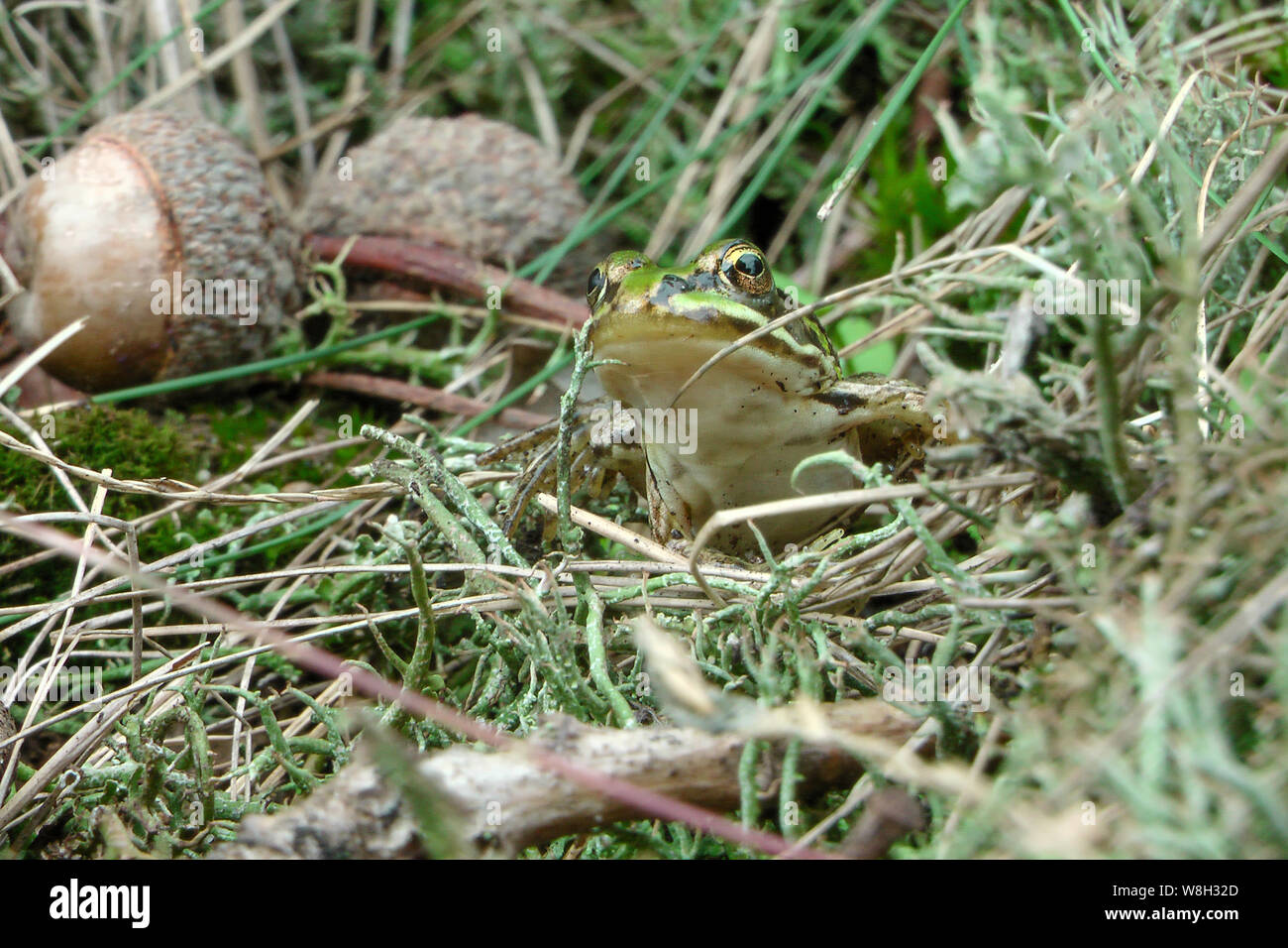 European Green Frog on land Stock Photo - Alamy